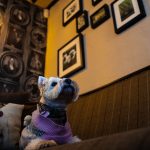 Book Now – The Fox at Roby Mill