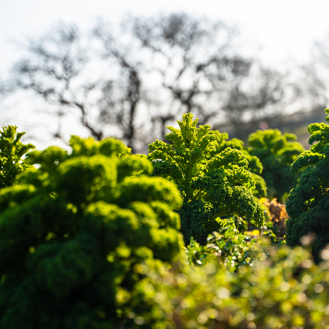 From Farm to Fox – The Fox at Roby Mill